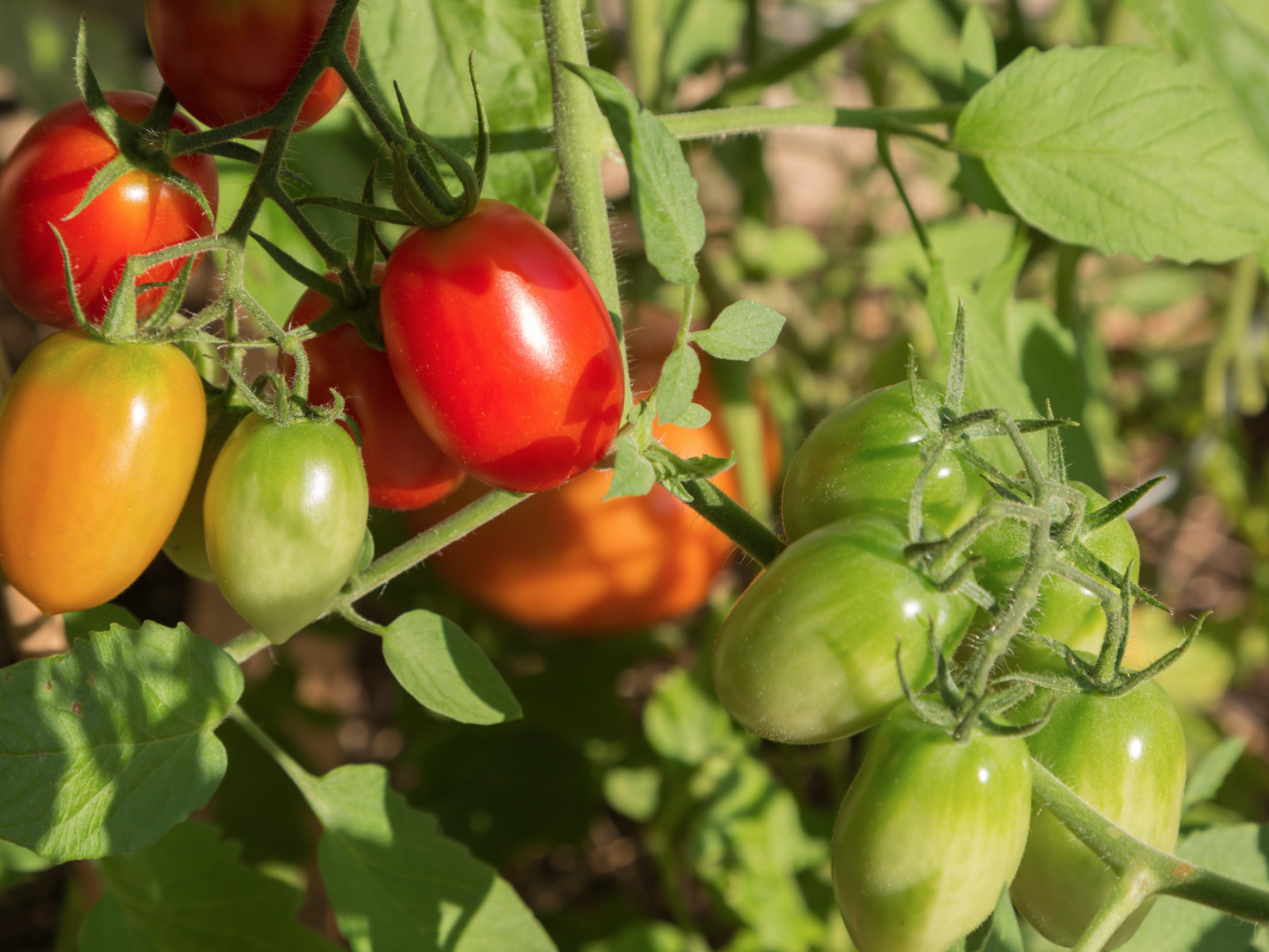 Tasty Ways To Use Your Summer Tomatoes - Just Jill
