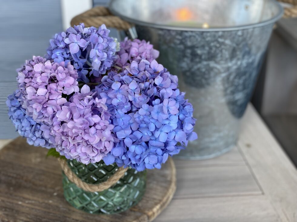 My 10 Helpful Tips for Hydrangea Care - Just Jill