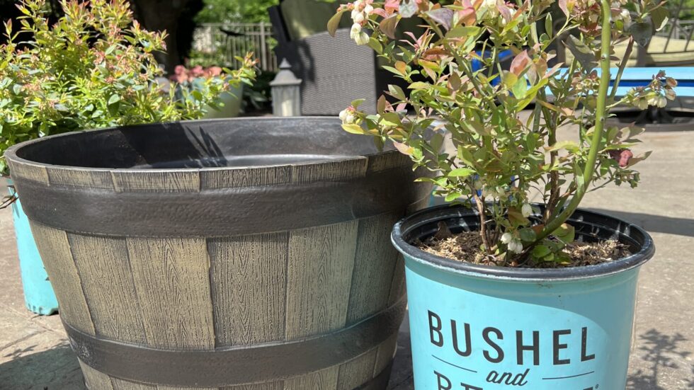 Bushel and Berry: The Simplest Way to Grow Berries at Home