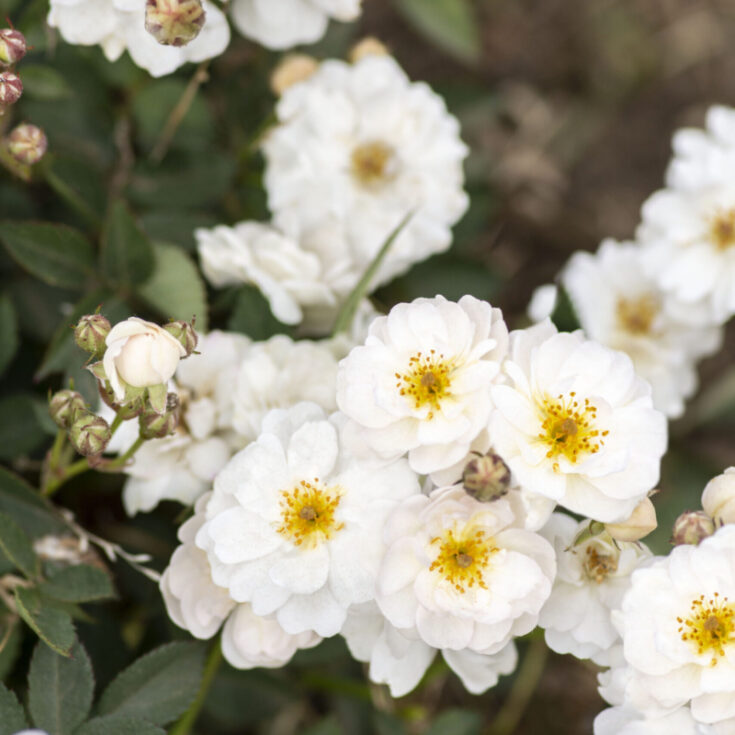 Bloomables: The Plants and Flowers to Grow This Season