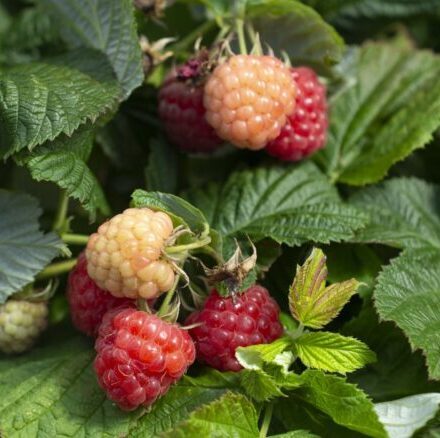 Bushel and Berry: The Simplest Way to Grow Berries at Home