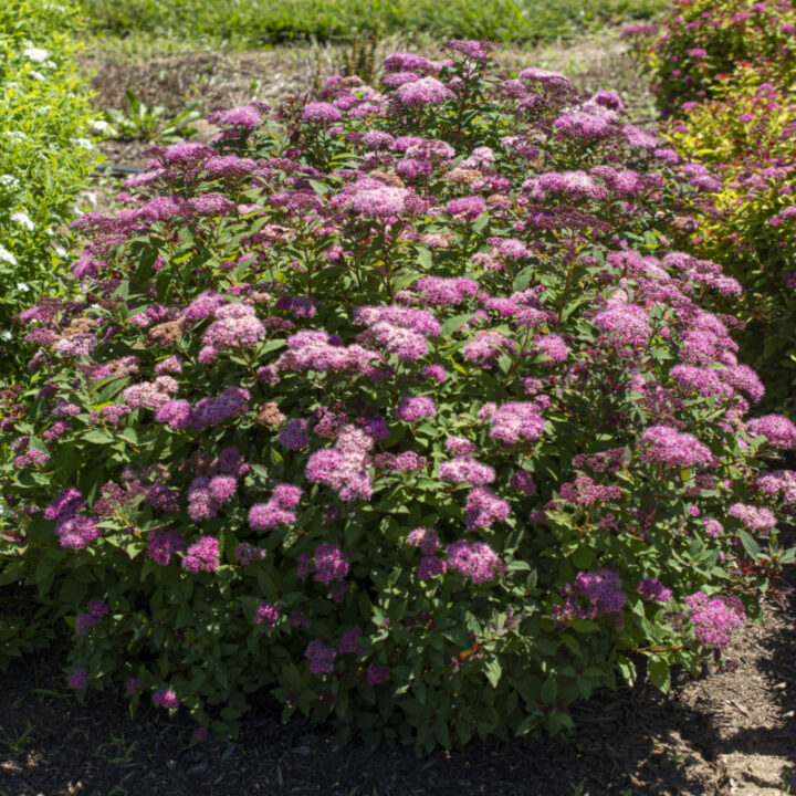 Bloomables: The Plants and Flowers to Grow This Season