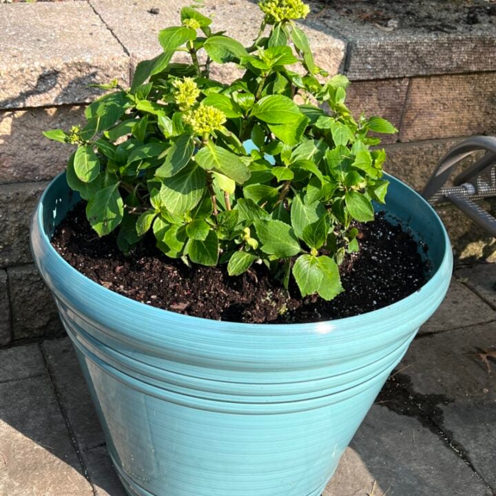 Bloomables: The Plants and Flowers to Grow This Season
