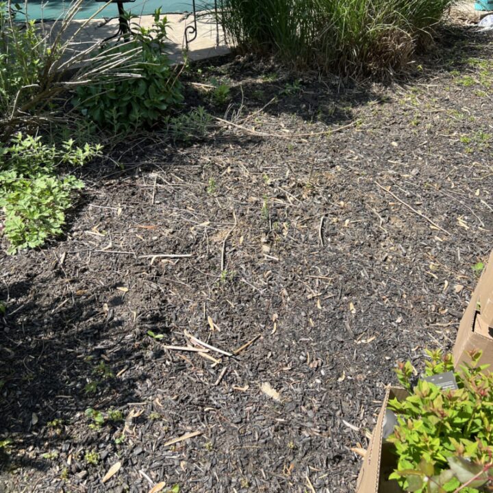 Bloomables: The Plants and Flowers to Grow This Season