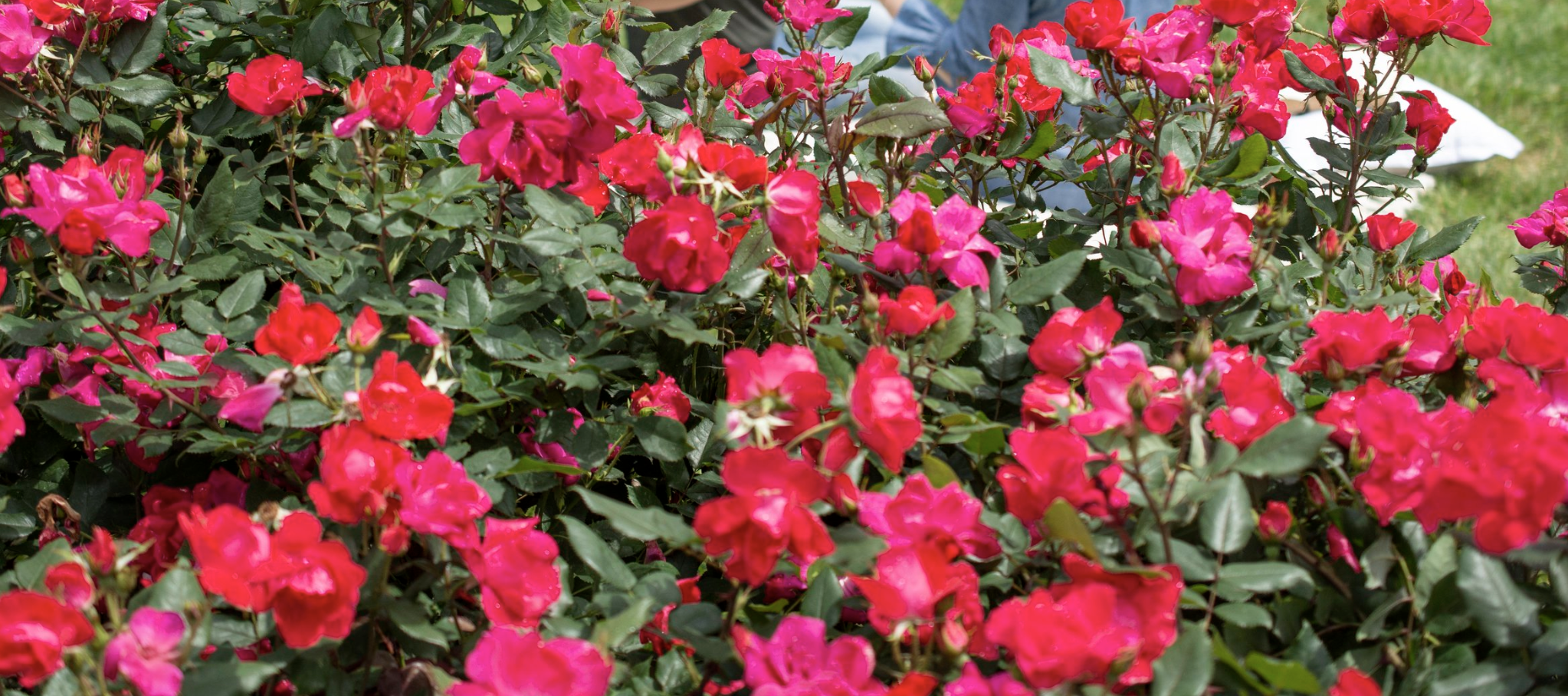 Knock Out Roses: Classic Flowers You Need in Your Garden